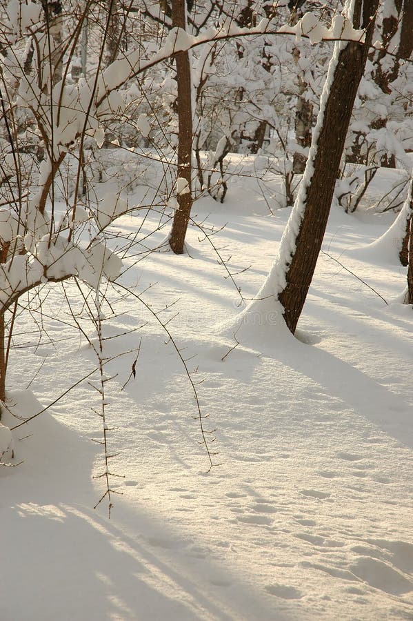 Winter day stock photo. Image of white, snow, bank, winter - 910552