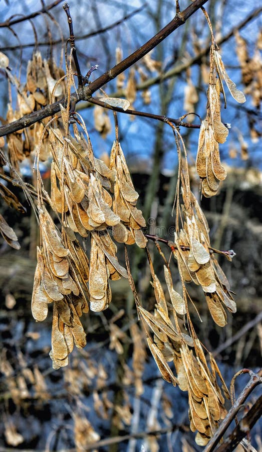 Winter Day of Dry Ash Tree Seeds Stock Photo - Image of tree, blurred ...