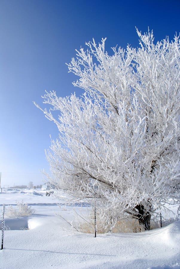 Winter Day Frosty Tree Blue Sky Stock Photo - Image of bush, frosty ...