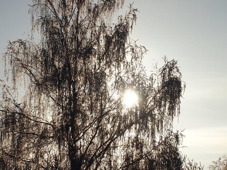 Winter day stock photo. Image of winter, shines, midday - 82482374