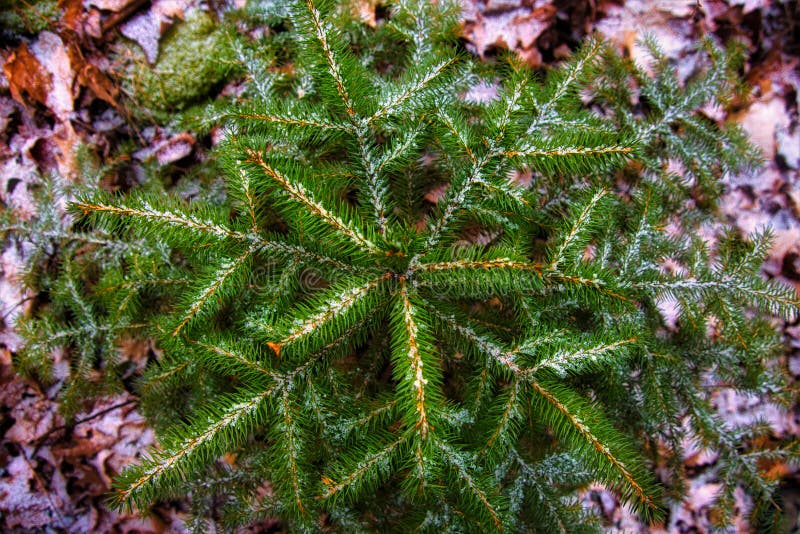 Small Pine Tree Closeup Viewed from Above. Stock Photo - Image of ...