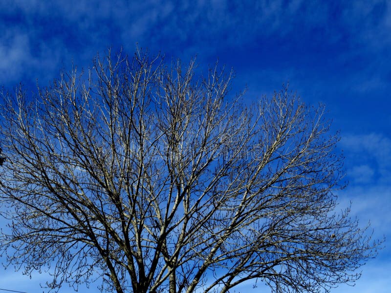 Winter Days with a Dry Tree Stock Image - Image of cold, clouds: 130360977