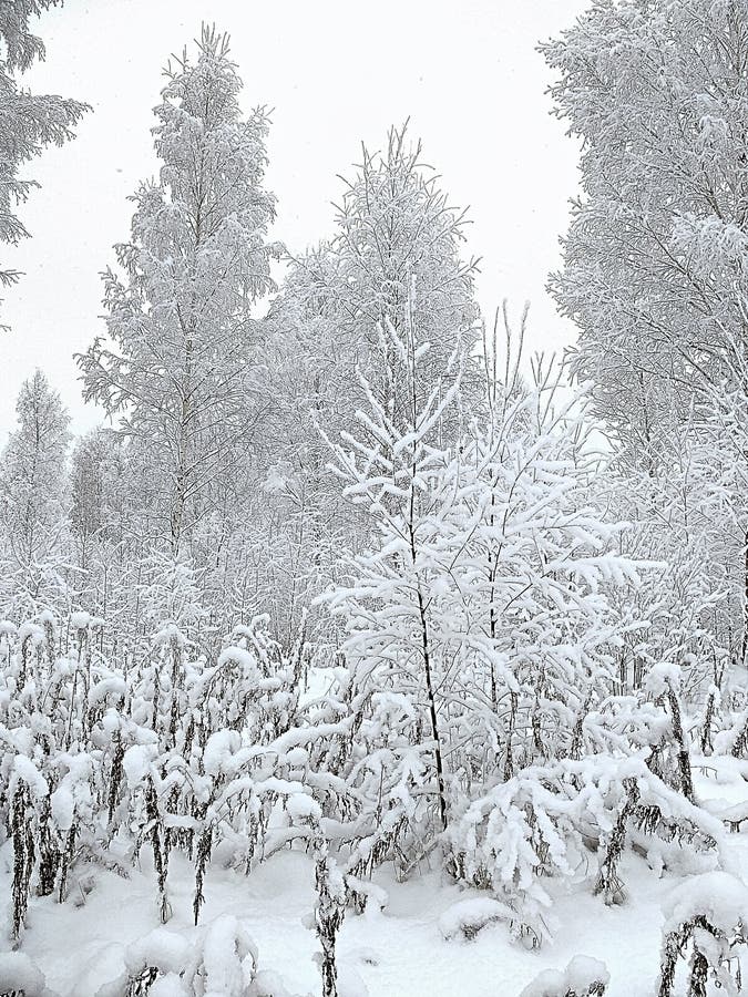 Winter stock image. Image of winter, snow, trees, december - 135105867