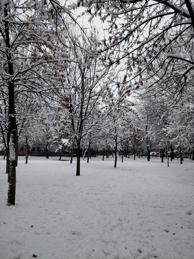 Winter in december stock image. Image of white, december - 134687303