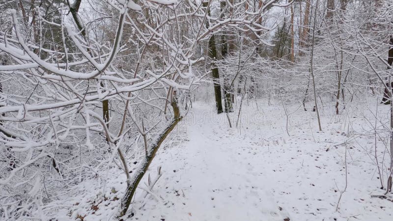 Winter Deciduous and Pine Forest Covered with Fresh Snow Stock Video - Video of outdoors ...