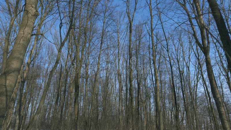 Winter Deciduous Tree Forest. Landscape of a Spring Forest with Thawed ...