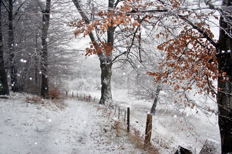 Winter in Denmark stock image. Image of snow, denmark - 286600429