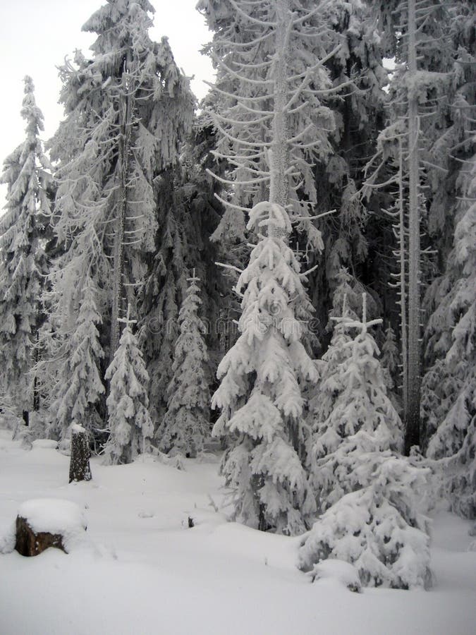Winter Dense Forest with a Thick Layer of Snow on Coniferous Trees ...