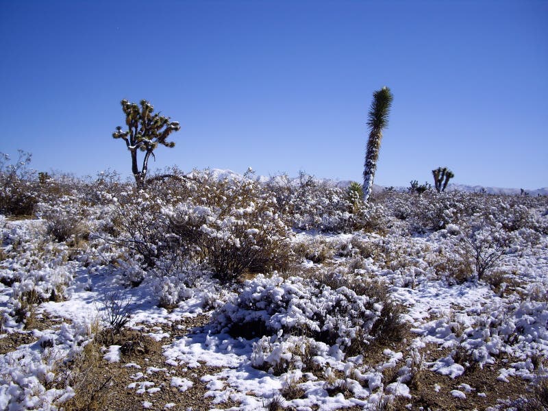 Winter in the desert stock image. Image of mojave, cacti - 44137715