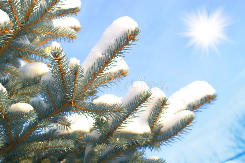 Winter details stock photo. Image of needle, season, tree - 12497272