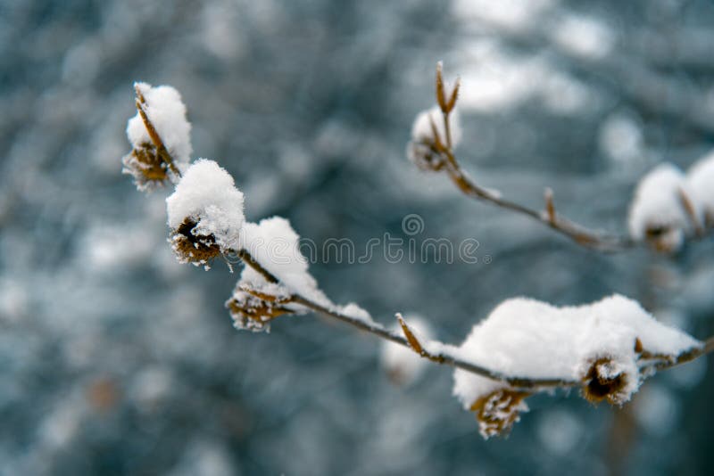 Winter details stock photo. Image of plants, vapour, water - 12811020