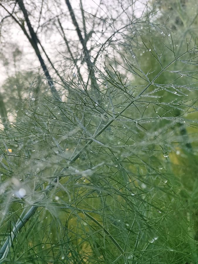 Winter Dew Drops Snow Mystical Stock Photo - Image of mystrica, drops ...