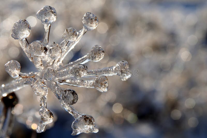 Melting Snow stock photo. Image of snow, snowflake, brisk - 4315768
