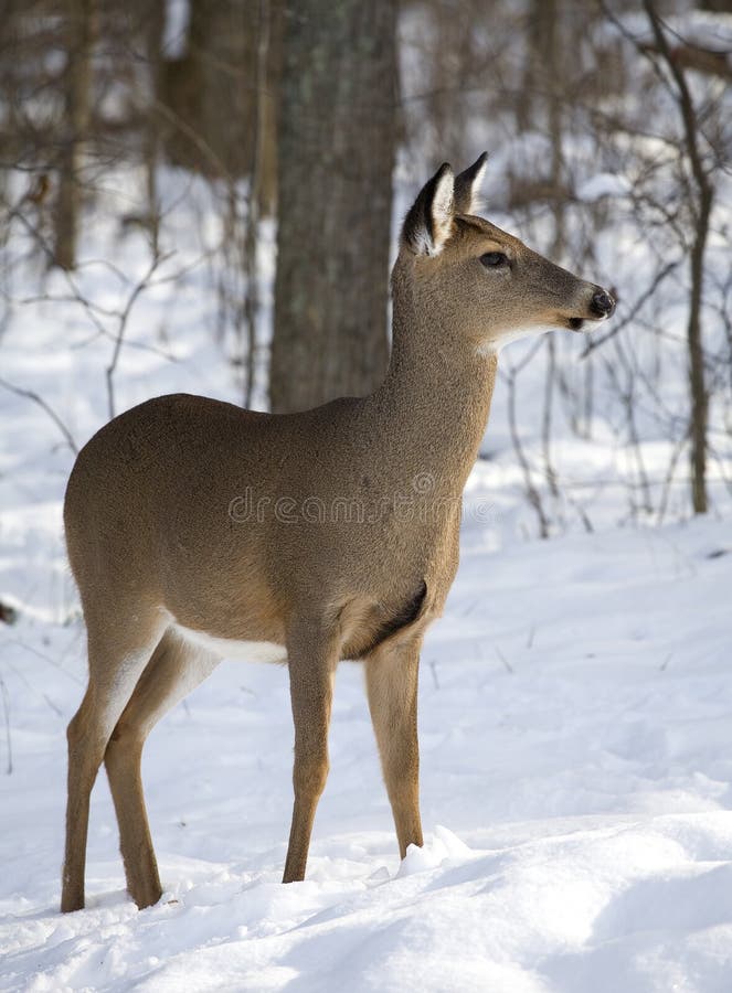 Winter forest doe stock photo. Image of female, winter - 13514958