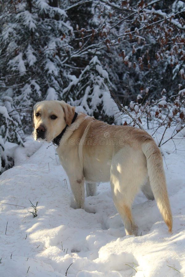 Winter Dog Walk with Our Labrador Stock Photo - Image of labrador ...