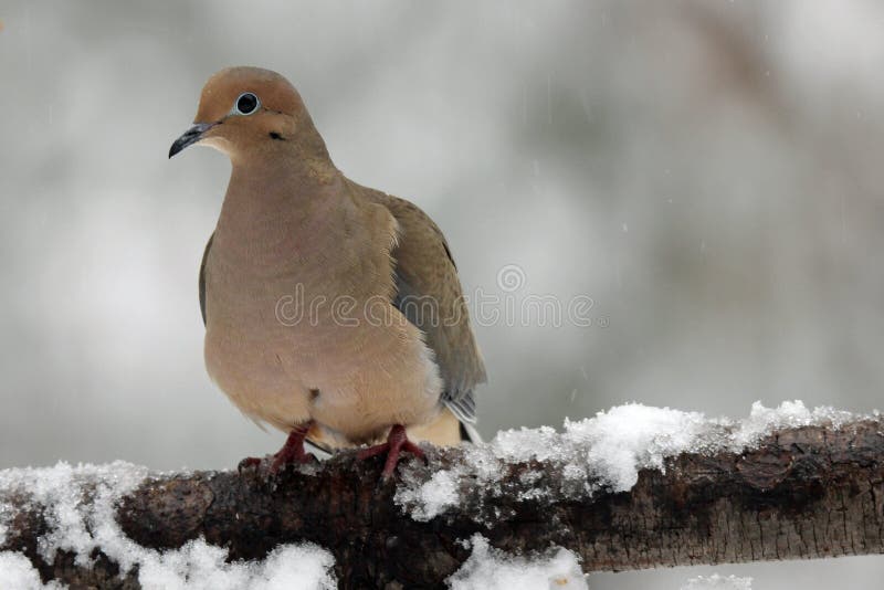 Winter Dove stock photo. Image of winter, bird, resting - 49395864