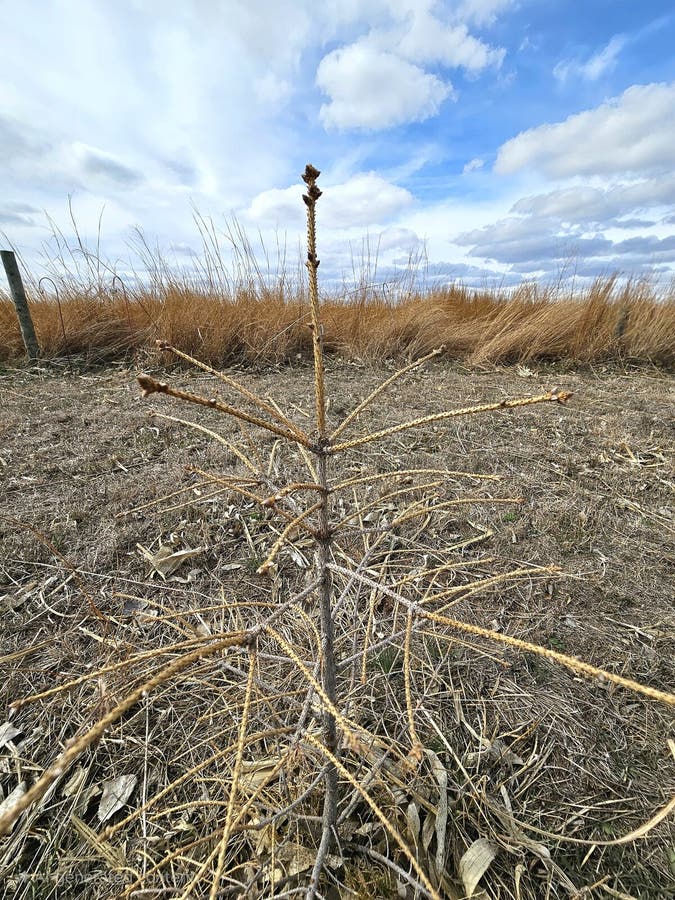 Winter Drought on Black Hill Spruce Pine Tree. Needle Loss. Stock Photo ...