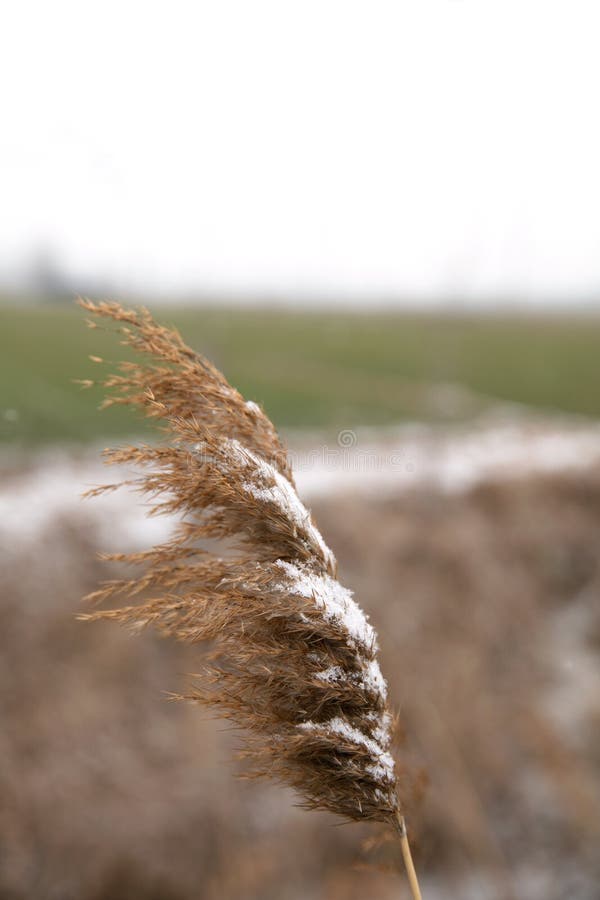 In Winter, the Dry Reed Flowers in the Fields and the Residual Snow on ...