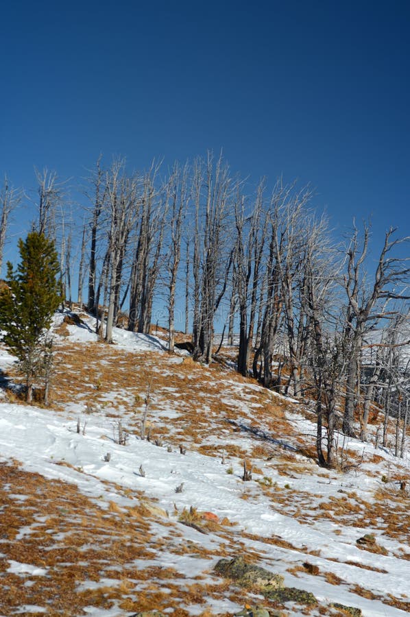 Winter dry trees stock photo. Image of landscape, large - 87415790