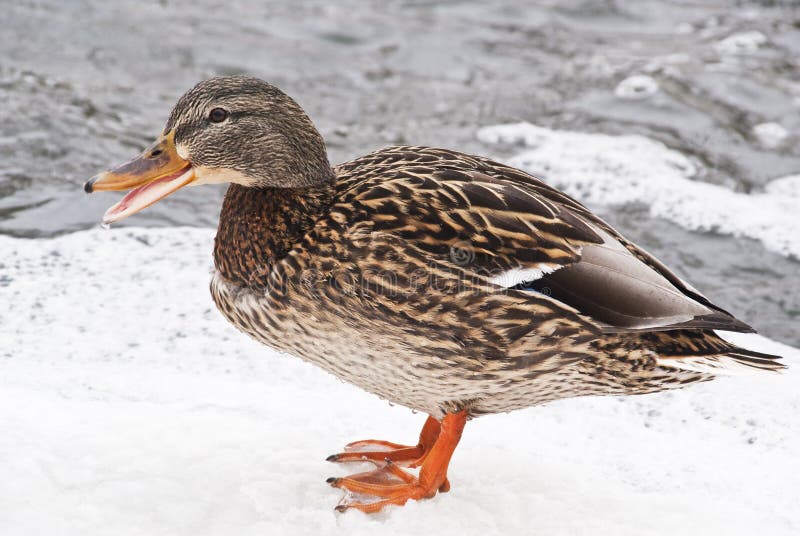 Winter duck stock image. Image of feather, full, freeze - 12877021