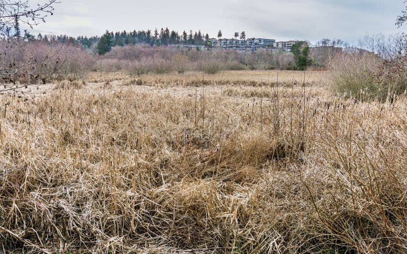 Edmonds Marsh in Winter 4 stock image. Image of swamp - 271033925