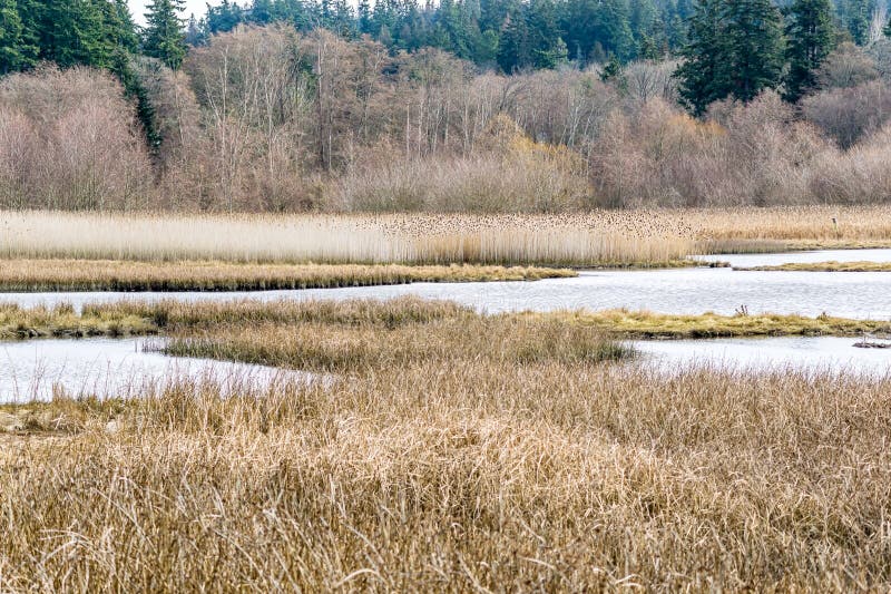 Edmonds Marsh Landscape Scene Stock Image - Image of nature, landscape ...