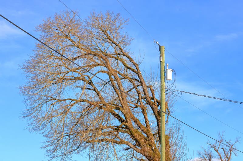 Hydro Line Protection and Excessive Tree Pruning Stock Image - Image of ...