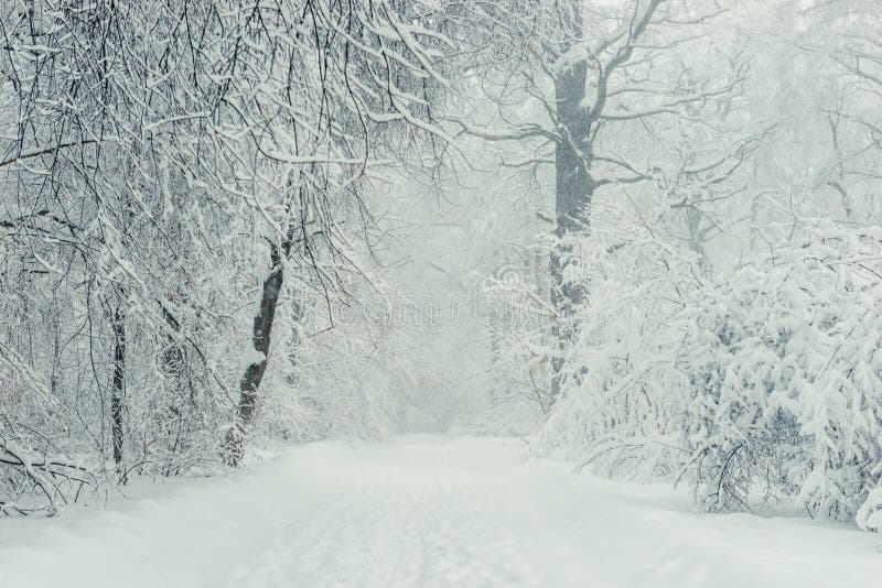 Winter Empty Forest during a Snowstorm Stock Image - Image of weather ...