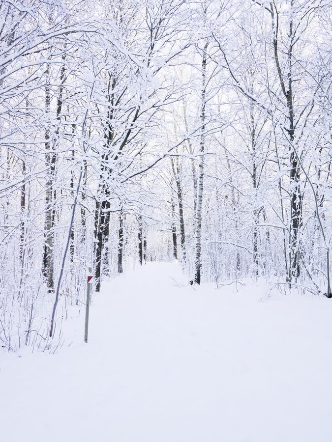 Winter environment stock photo. Image of trees, snow, white - 9163442