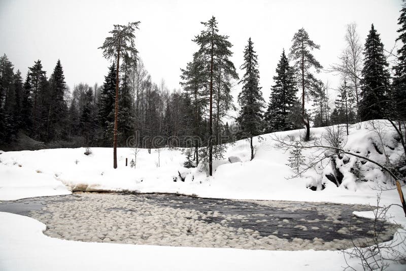 Winter Evening in Deep Forest in Lake Stock Photo - Image of cold ...