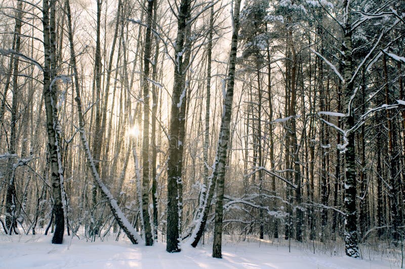 Winter evening in forest stock image. Image of february - 12635095