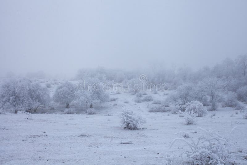 Winter Evening Landscape with Falling Snow Stock Image - Image of scene ...