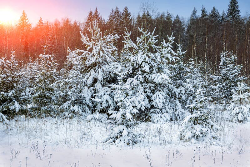 Winter, Evening Landscape of the Forest with the Setting Sun Stock ...