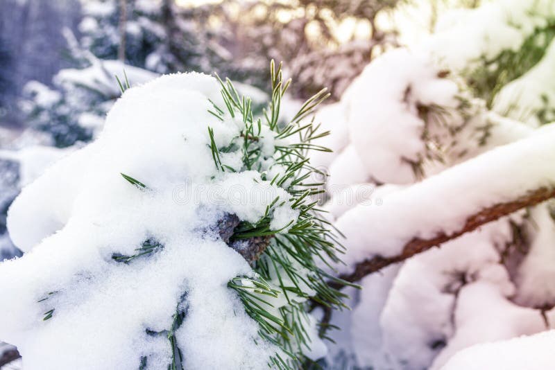 Winter, Evening Landscape of the Forest with the Setting Sun Stock ...