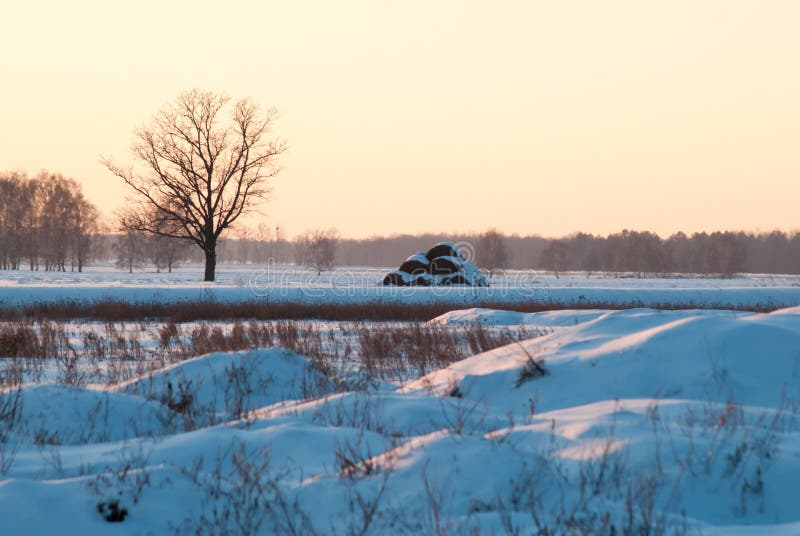 Winter Evening Landscape, Lonely Tree and Snowdrifts, Stock Image ...