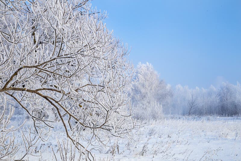 Winter Evening Landscape with Snowy Trees Stock Photo - Image of ...