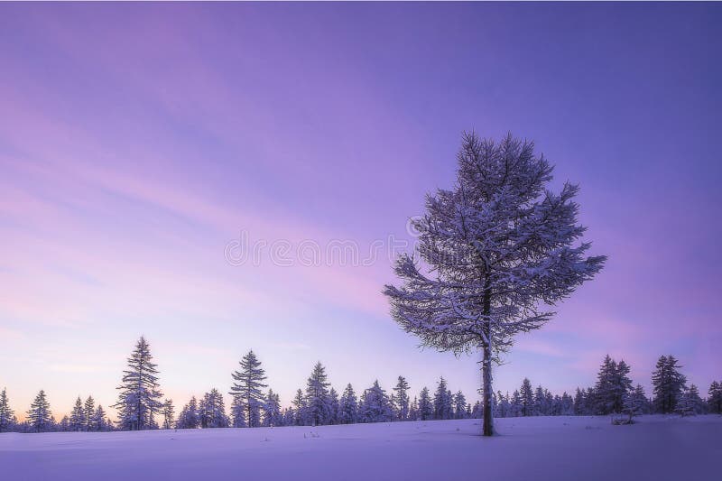Winter Evening Landscape with Tree Stock Photo - Image of sakha ...