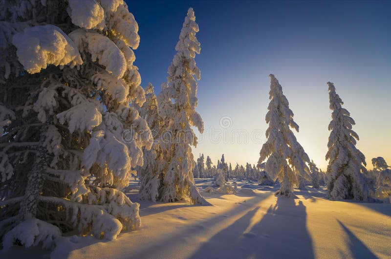 Winter Evening Landscape with Tree Stock Image - Image of forest ...