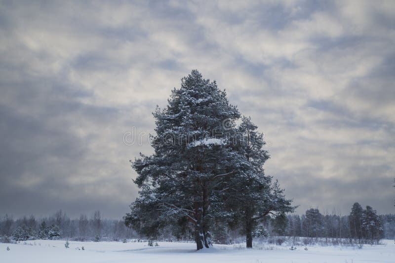 Winter Evening Landscape with Trees in the Foreground Stock Image ...