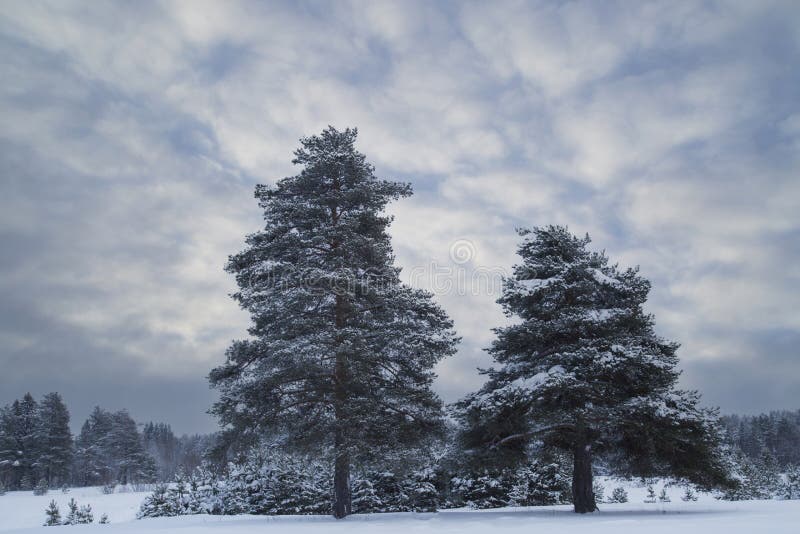 Winter Evening Landscape with Trees in the Foreground Stock Image ...
