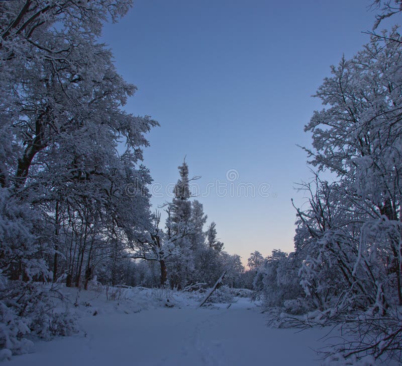 Winter evening in the Park stock image. Image of white - 66720987