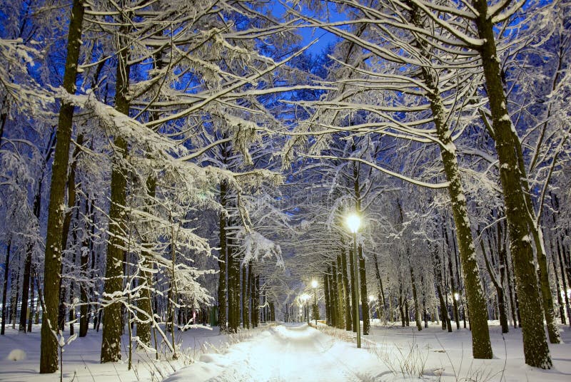 Winter Evening Park with Snowy Trees and Night Lanterns Stock Photo ...