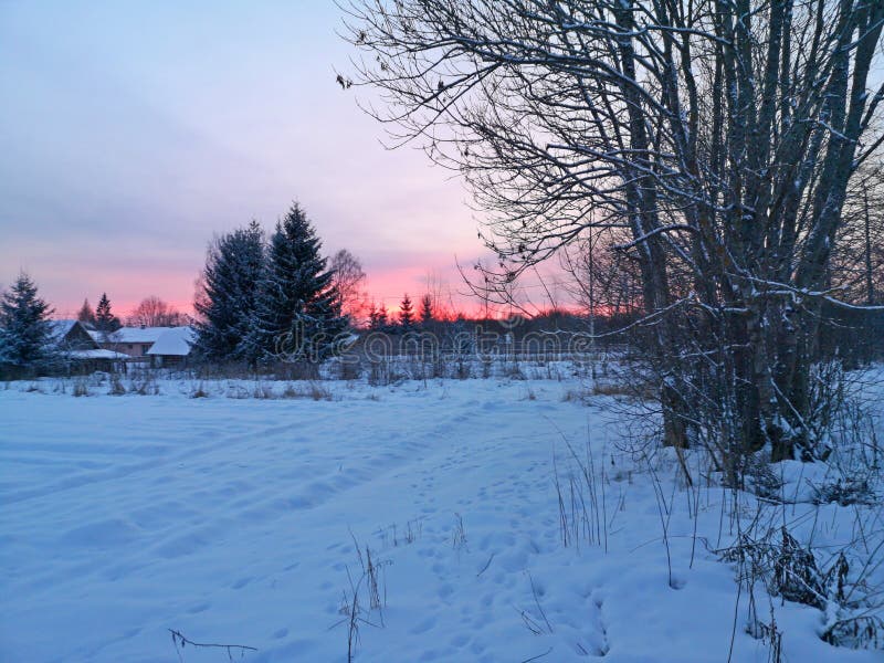 Winter Evening in the Russian Village Snow Sunset Pine Trees Stock ...