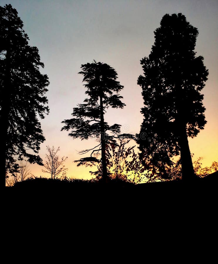 Winter Evergreen Sunset stock image. Image of winter - 87881887