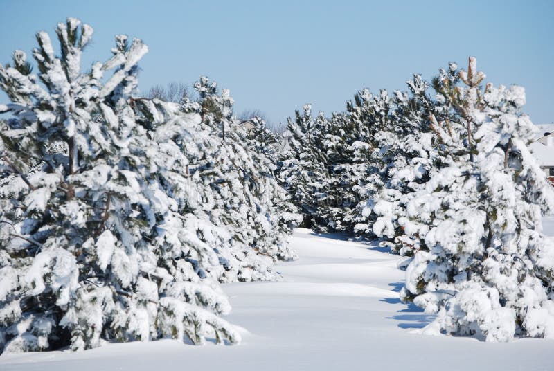 Winter evergreens stock photo. Image of white, clouds - 60860612
