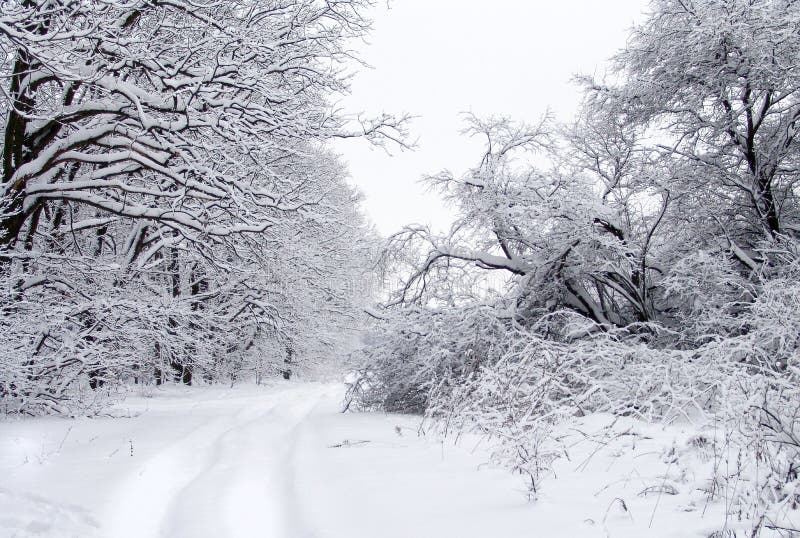 Winter stock image. Image of frosty, morning, winter - 93849951