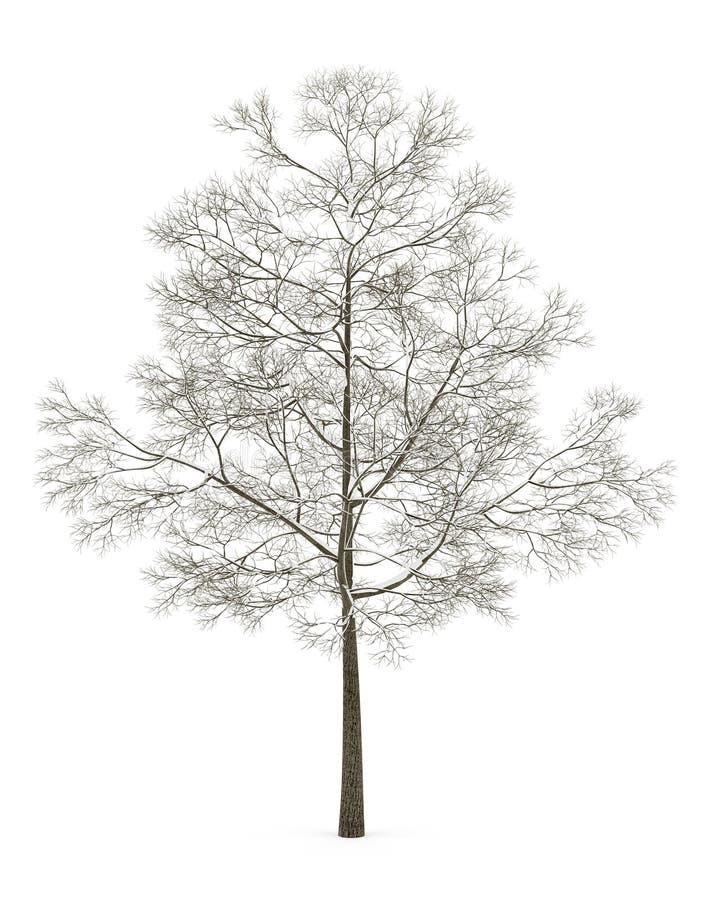 Maple tree isolated stock photo. Image of isolated, foliage - 16406564