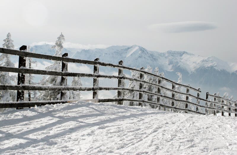 Wolves in Winter stock photo. Image of cold, white, snow - 2398338