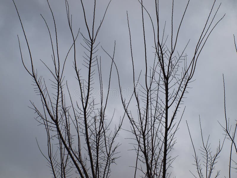 Desolately Barren Bleakness of Winter Stock Photo - Image of trees ...