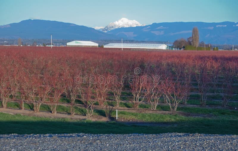 Winter Field of Blueberries with Mountain Stock Image - Image of ...
